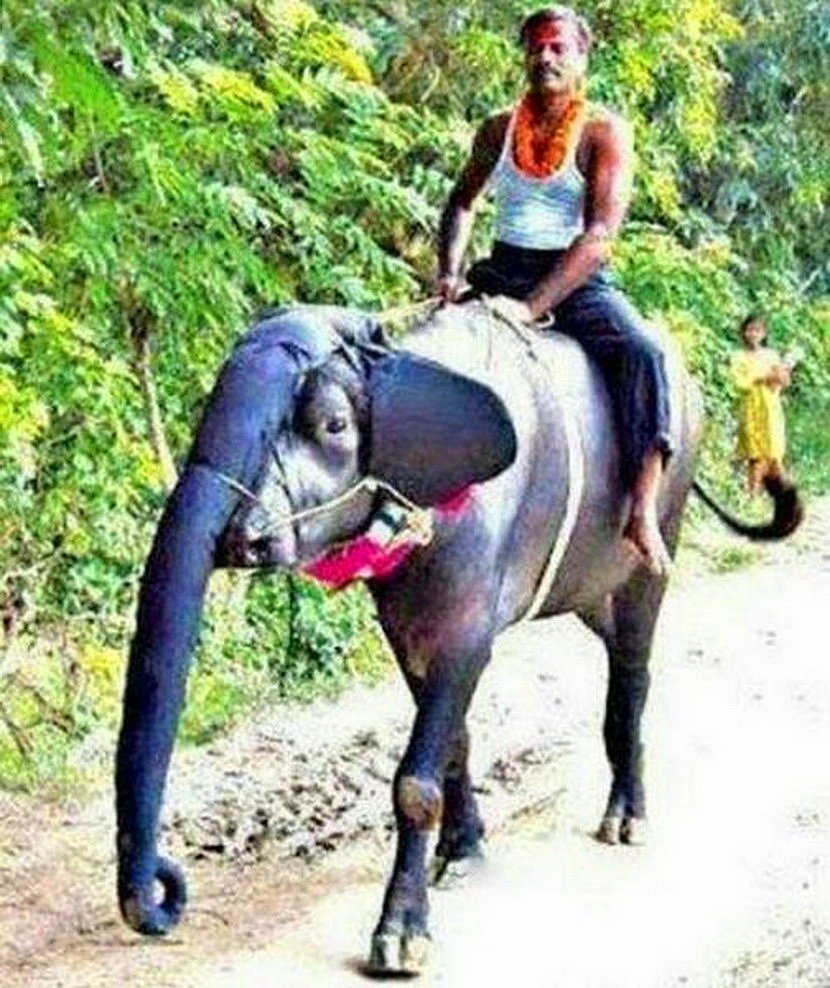 20 cosas extrañas que solo pueden pasar en la India – Famosos y Virales