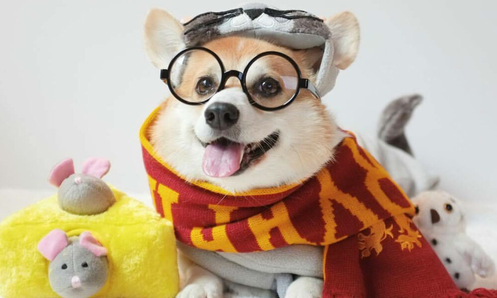 20 razones por las que los corgis son los mejores – Famosos y Virales
